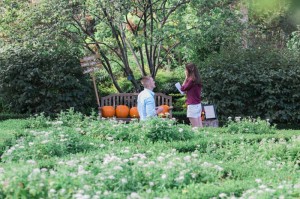 Carved Pumpkins Marriage Proposal at Dallas Arboretum Garden